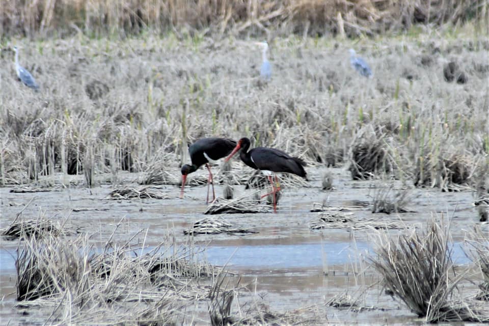 Barza neagră a fost văzută în România - Ordinea Zilei