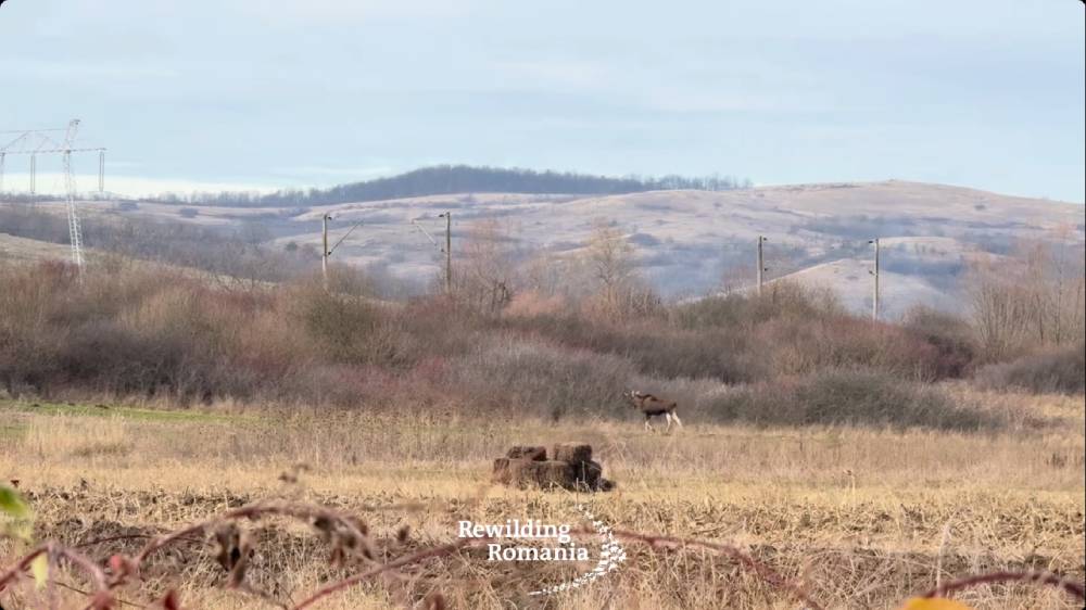Cum a ajuns un elan în România? Un astfel de exemplar a fost observat ...